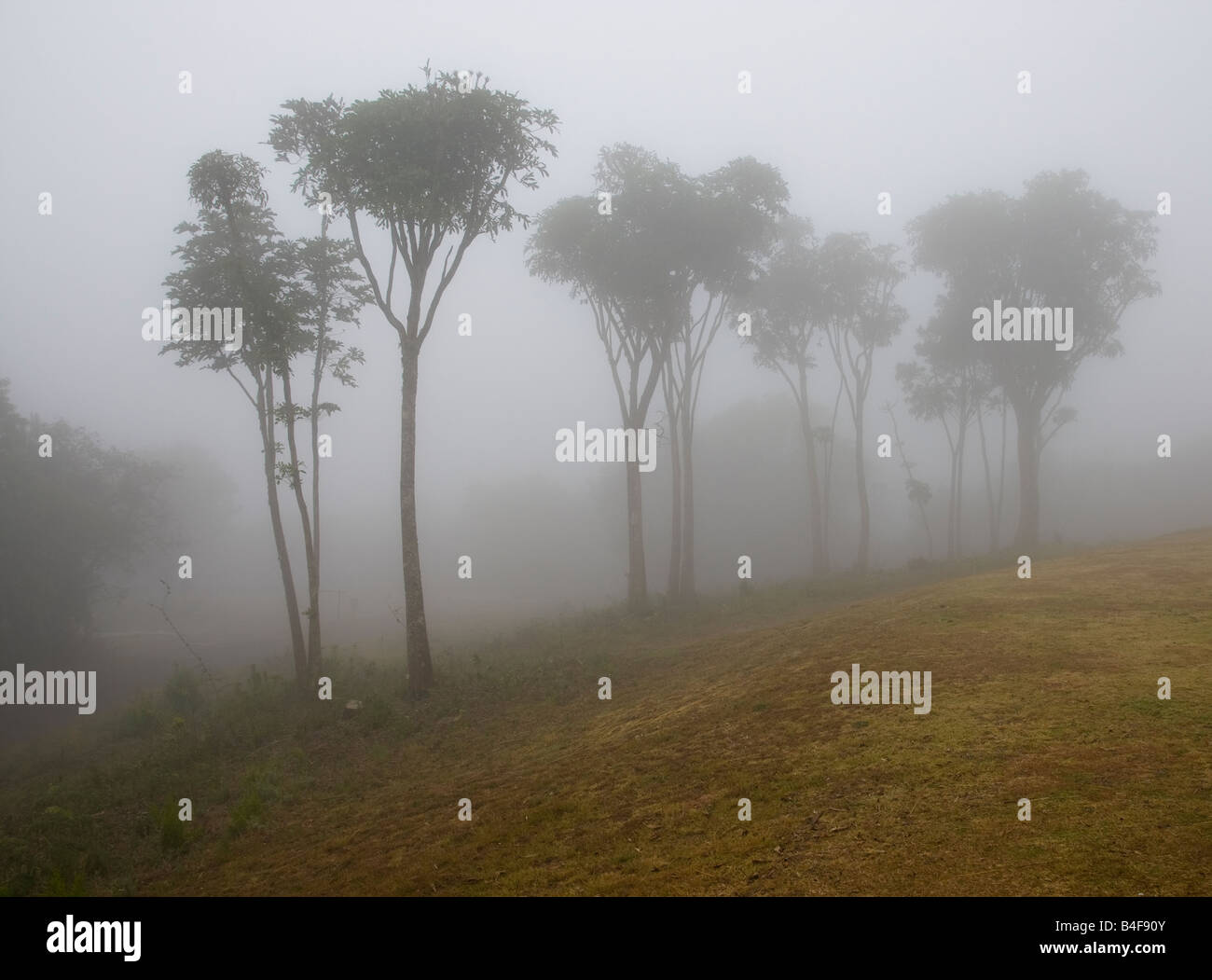 trees in the mist Stock Photo - Alamy