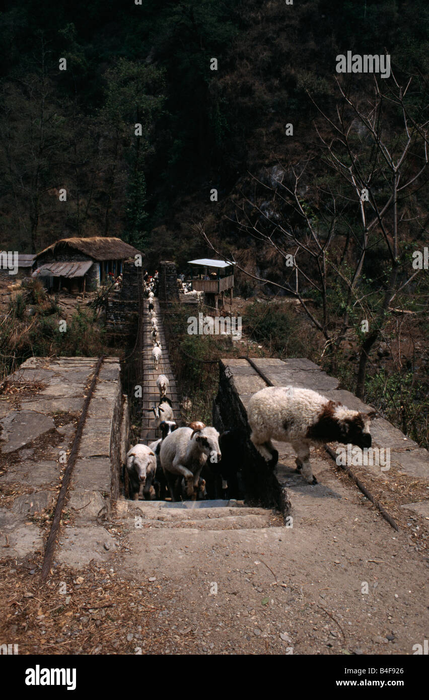 Sheep crossing a small suspension bridge near Chomrong, Annapurna ...
