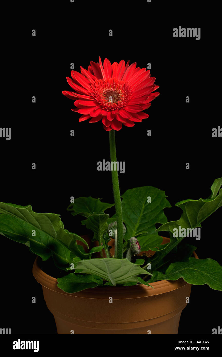 A Red Gerbera In A Pot Stock Photo - Alamy