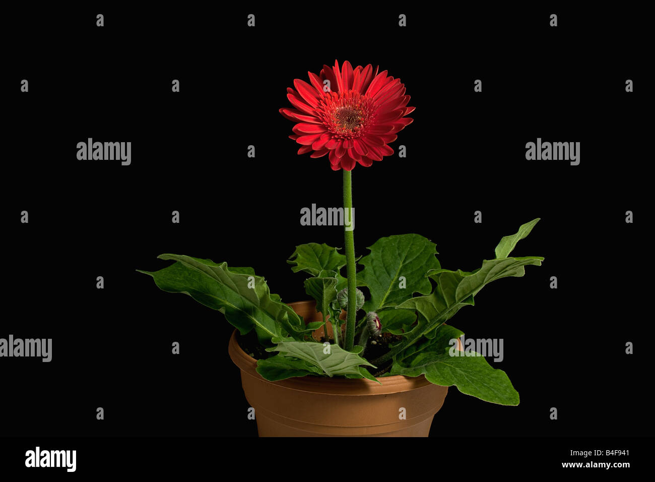 Potted gerbera hi-res stock photography and images - Alamy