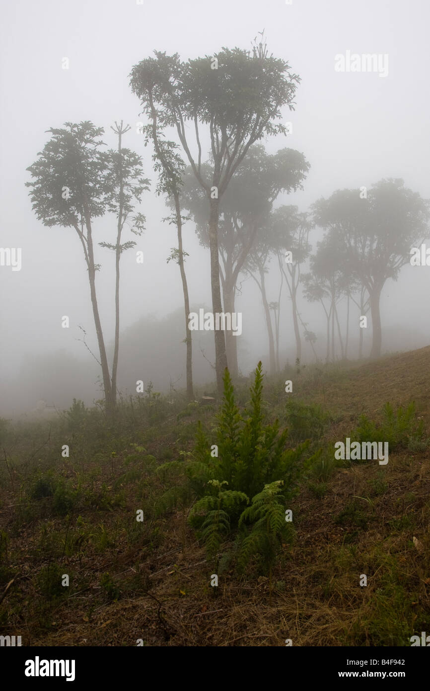 trees in the mist Stock Photo - Alamy
