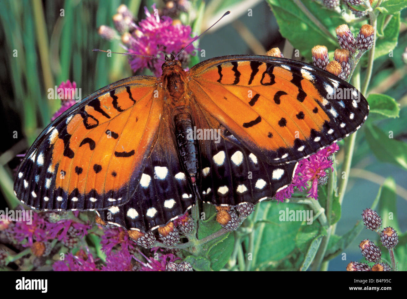 Regal Fritillary Speyeria idalia Prairie State Park MISSOURI United ...