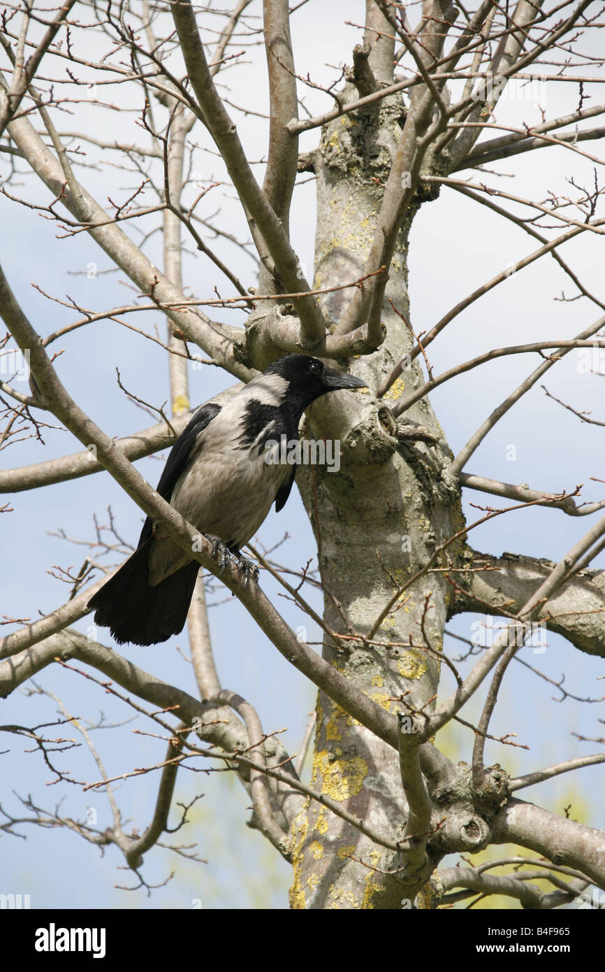 detail of bird in tree in countryside Stock Photo - Alamy