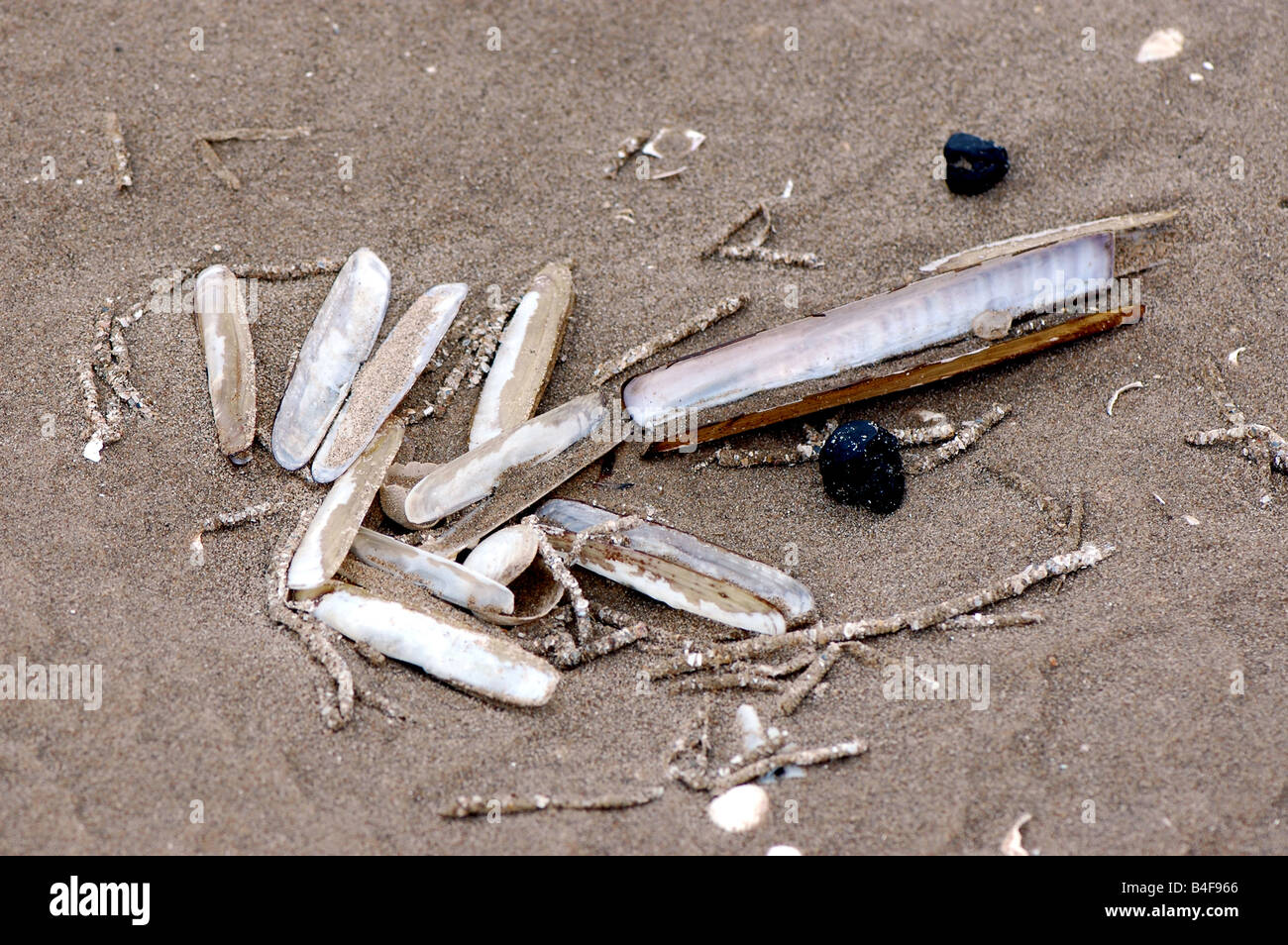 Some empty Razor Shells on the beach Stock Photo - Alamy