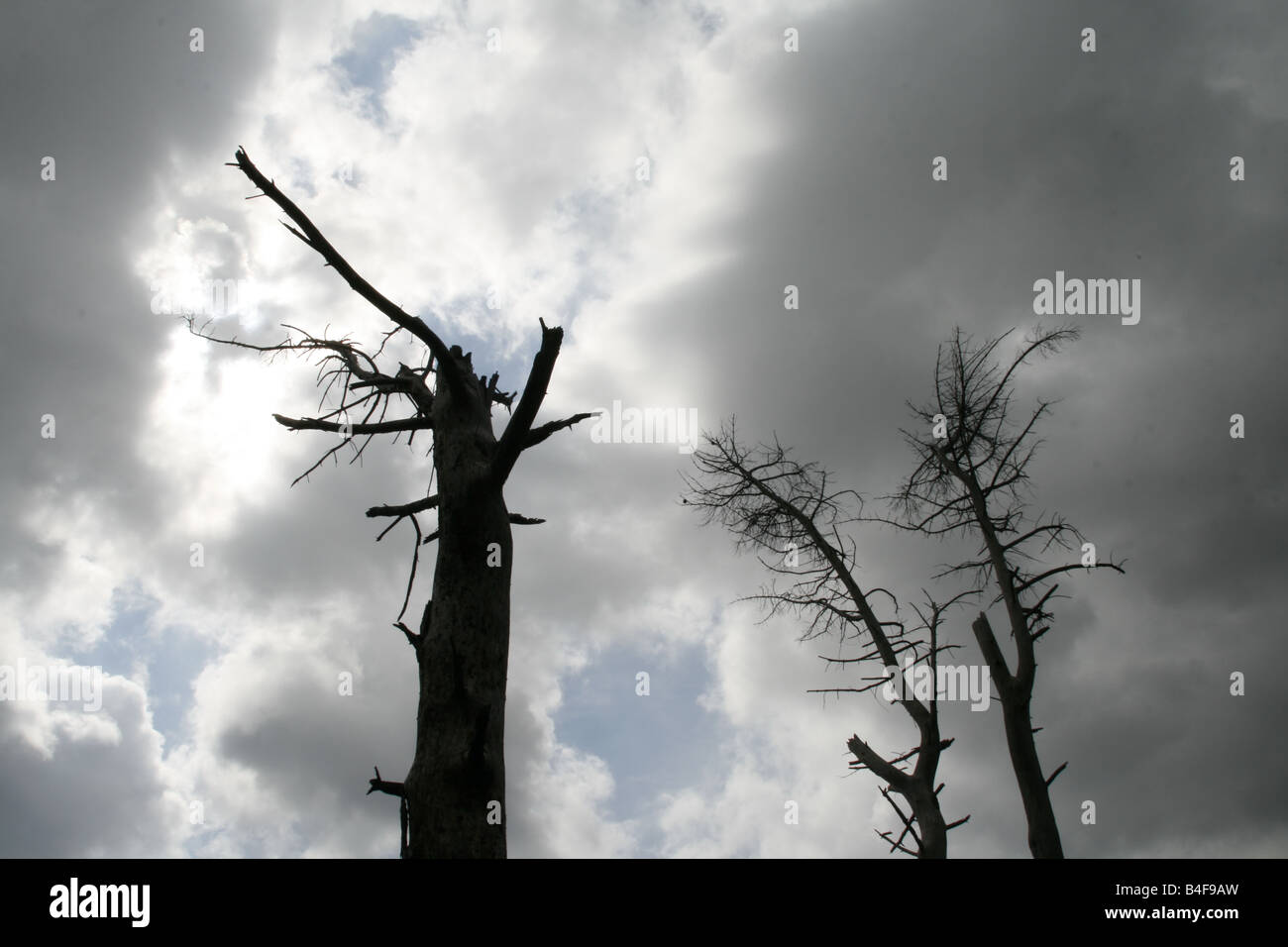 two tree tops damaged in storm in woods in country Stock Photo - Alamy