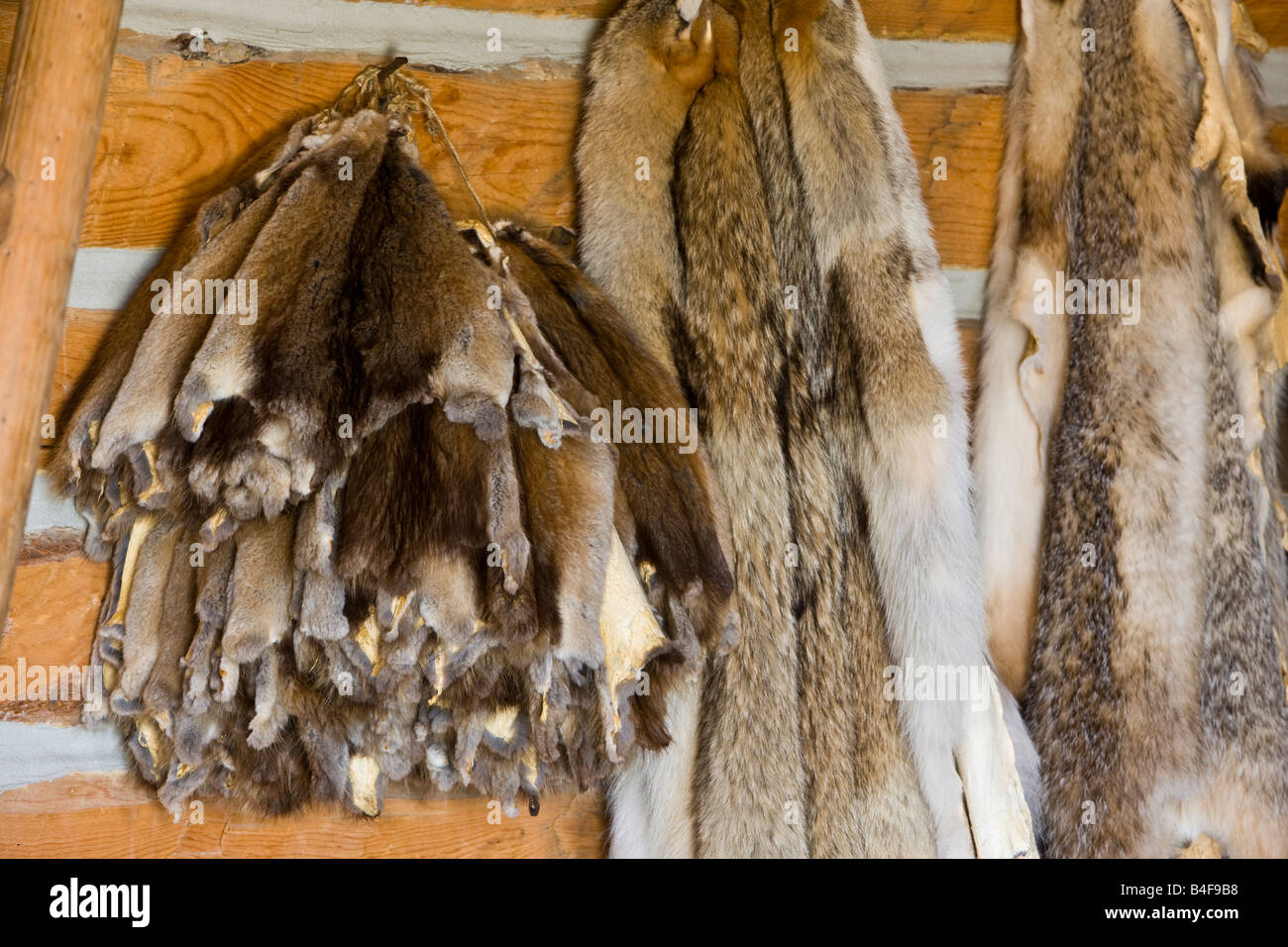 Pelts hi-res stock photography and images - Alamy
