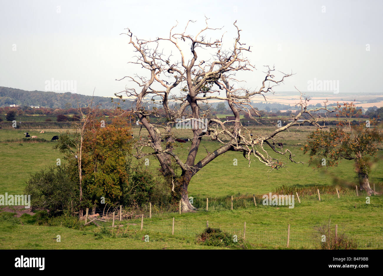 A gnarled dead tree in a field near Arundel UK Stock Photo - Alamy
