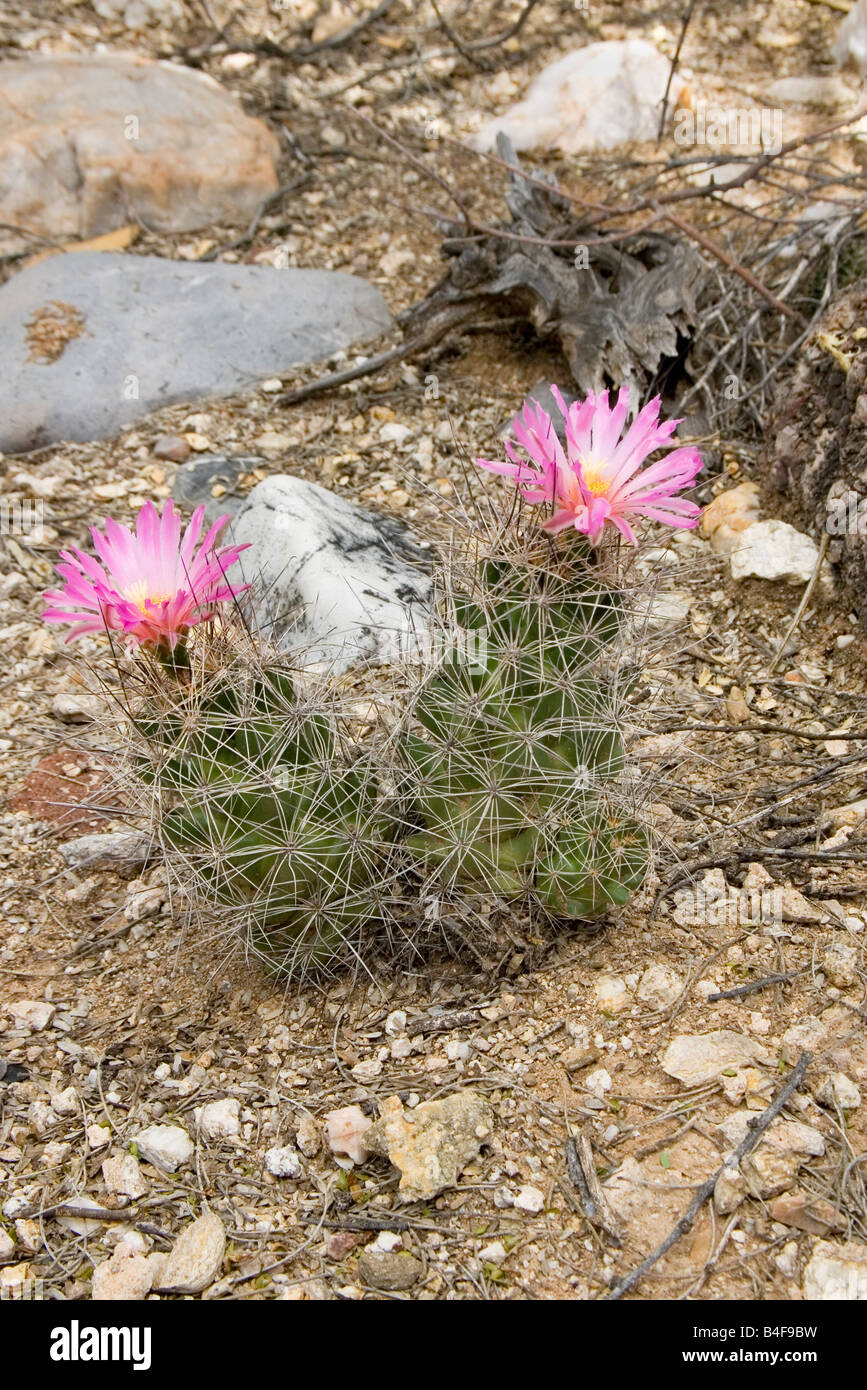 Cacti needle hi-res stock photography and images - Alamy