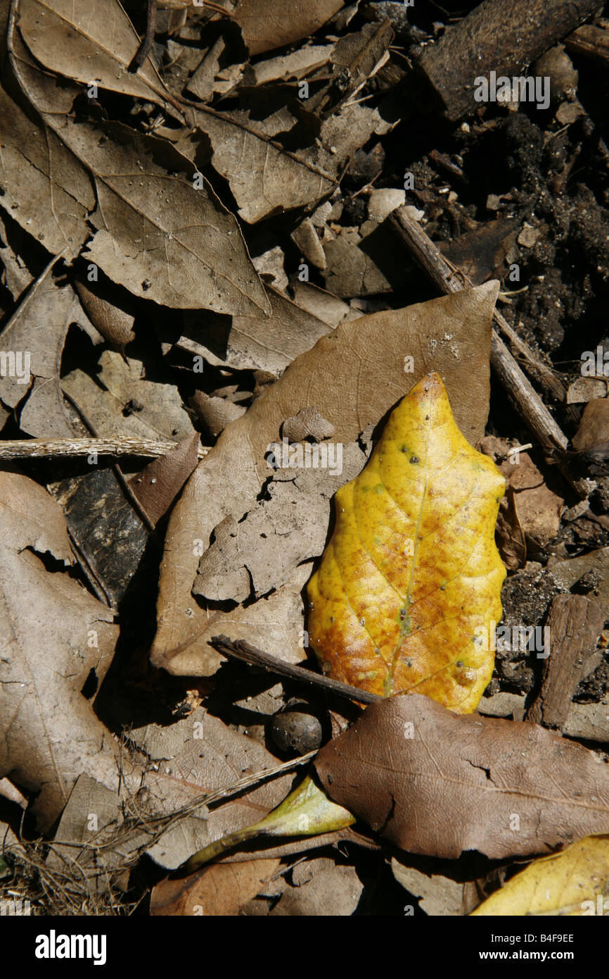 one single yellow fallen leaf on forest floor Stock Photo - Alamy