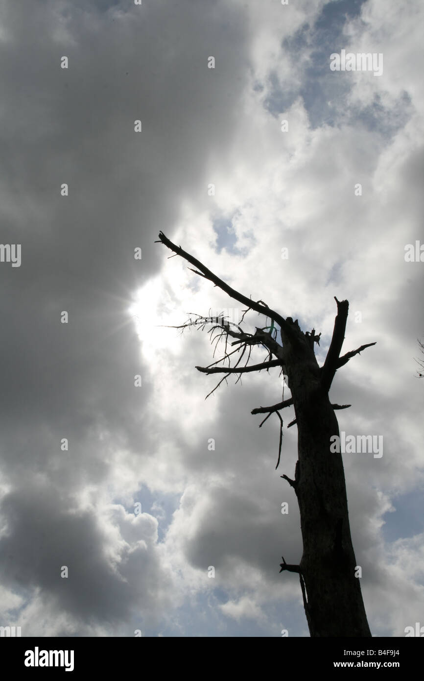 one tree top damaged in storm in woods in country Stock Photo - Alamy