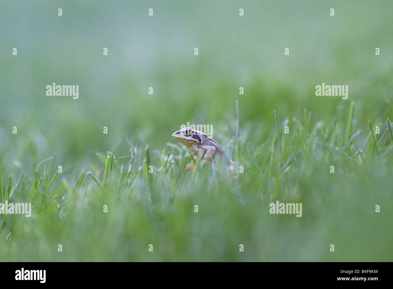 common garden frog Stock Photo - Alamy