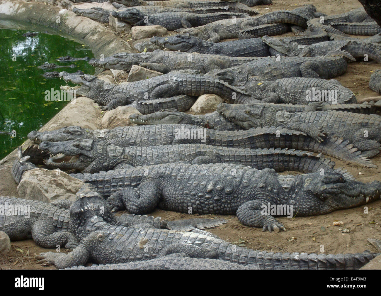 Successful breeding bank of Marsh/Mugger crocodiles seen in a group ...