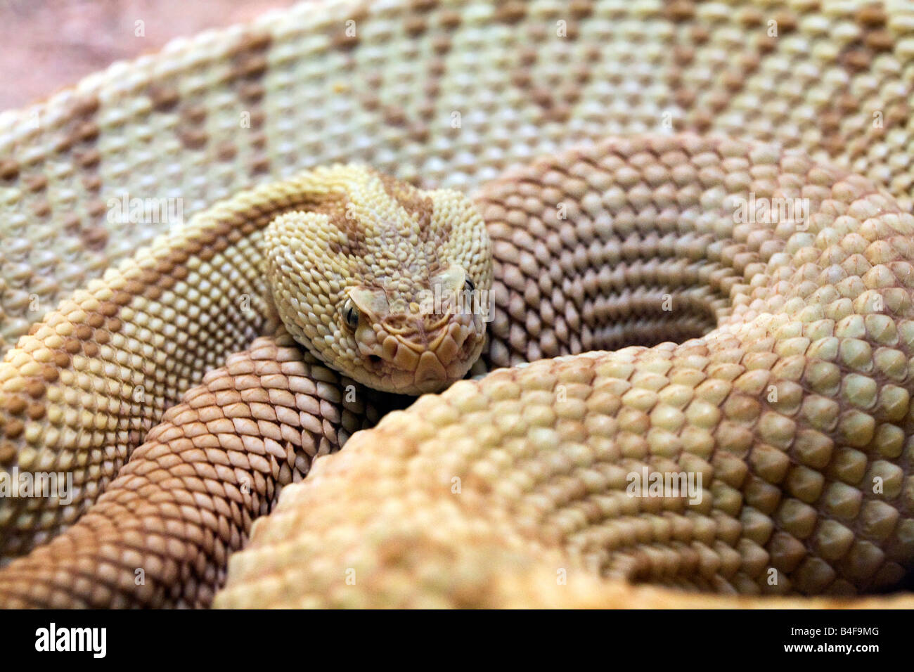 Camouflaged snake coiled viper hi-res stock photography and images - Alamy