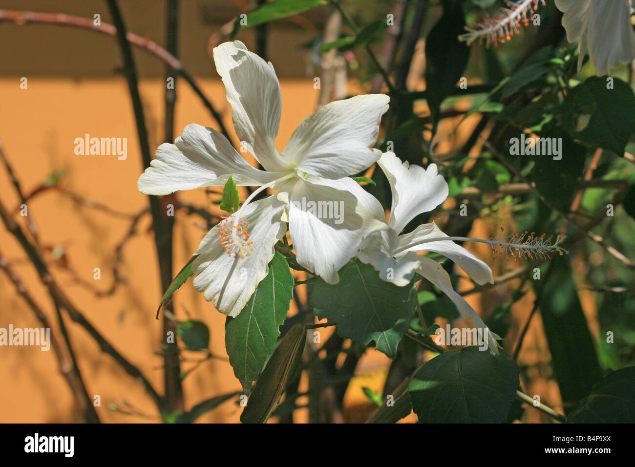 Dwarf hibiscus hi-res stock photography and images - Alamy