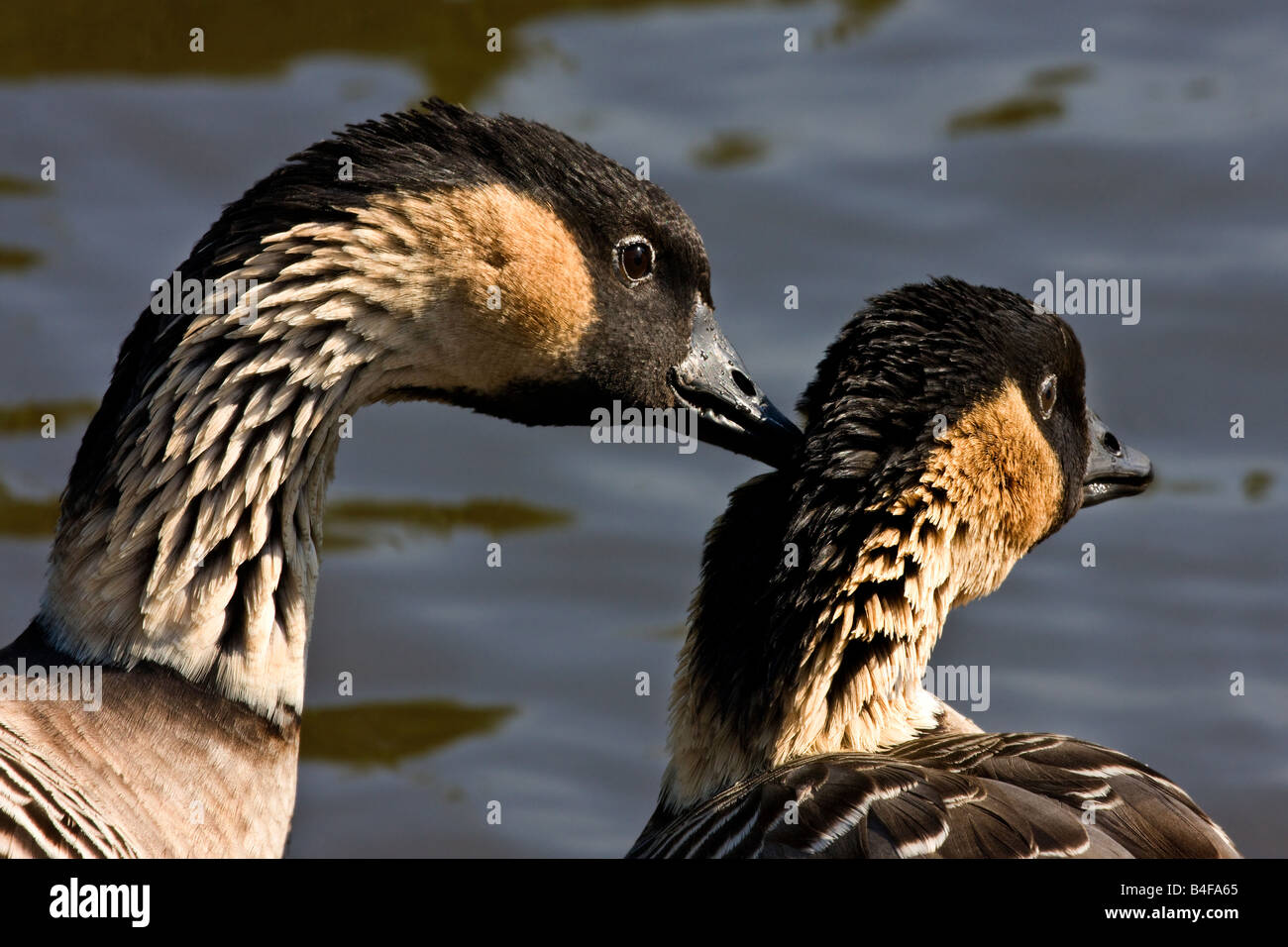 The Hawaiian Goose or Nene - The worlds rarest goose Stock Photo - Alamy