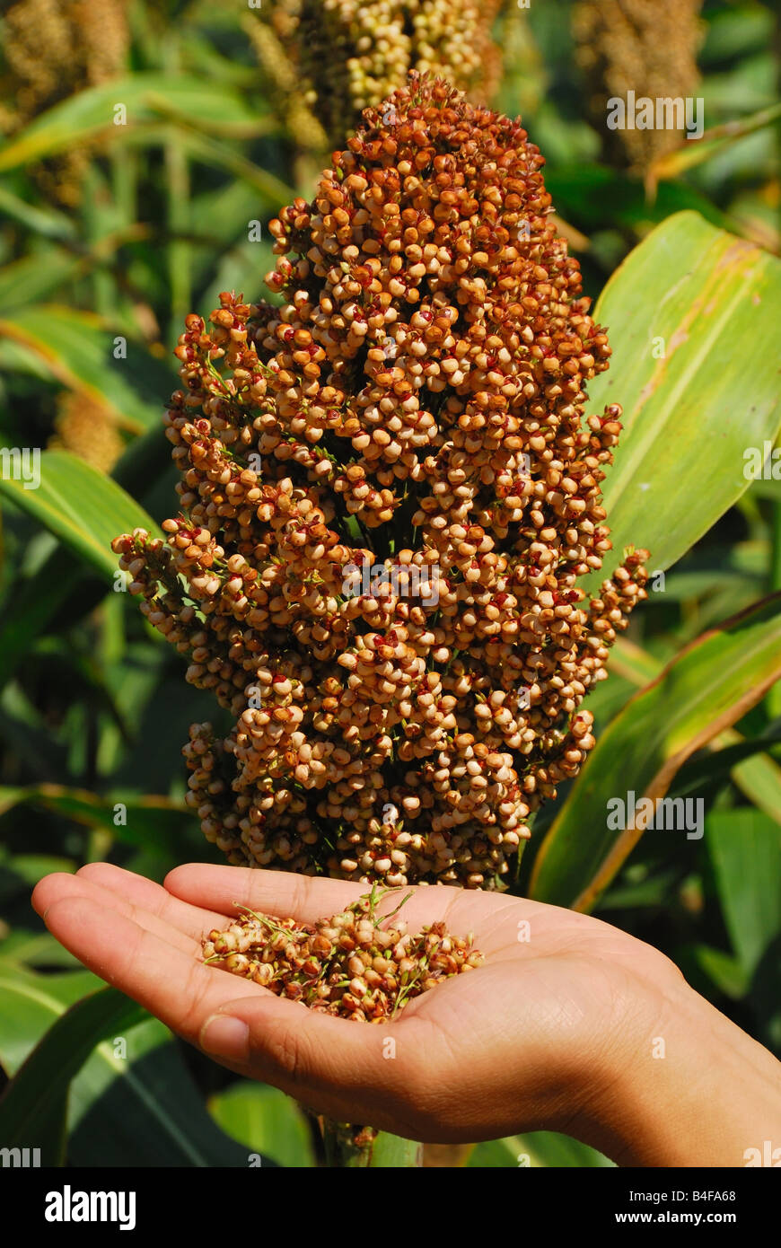 sorghum in hand Stock Photo - Alamy