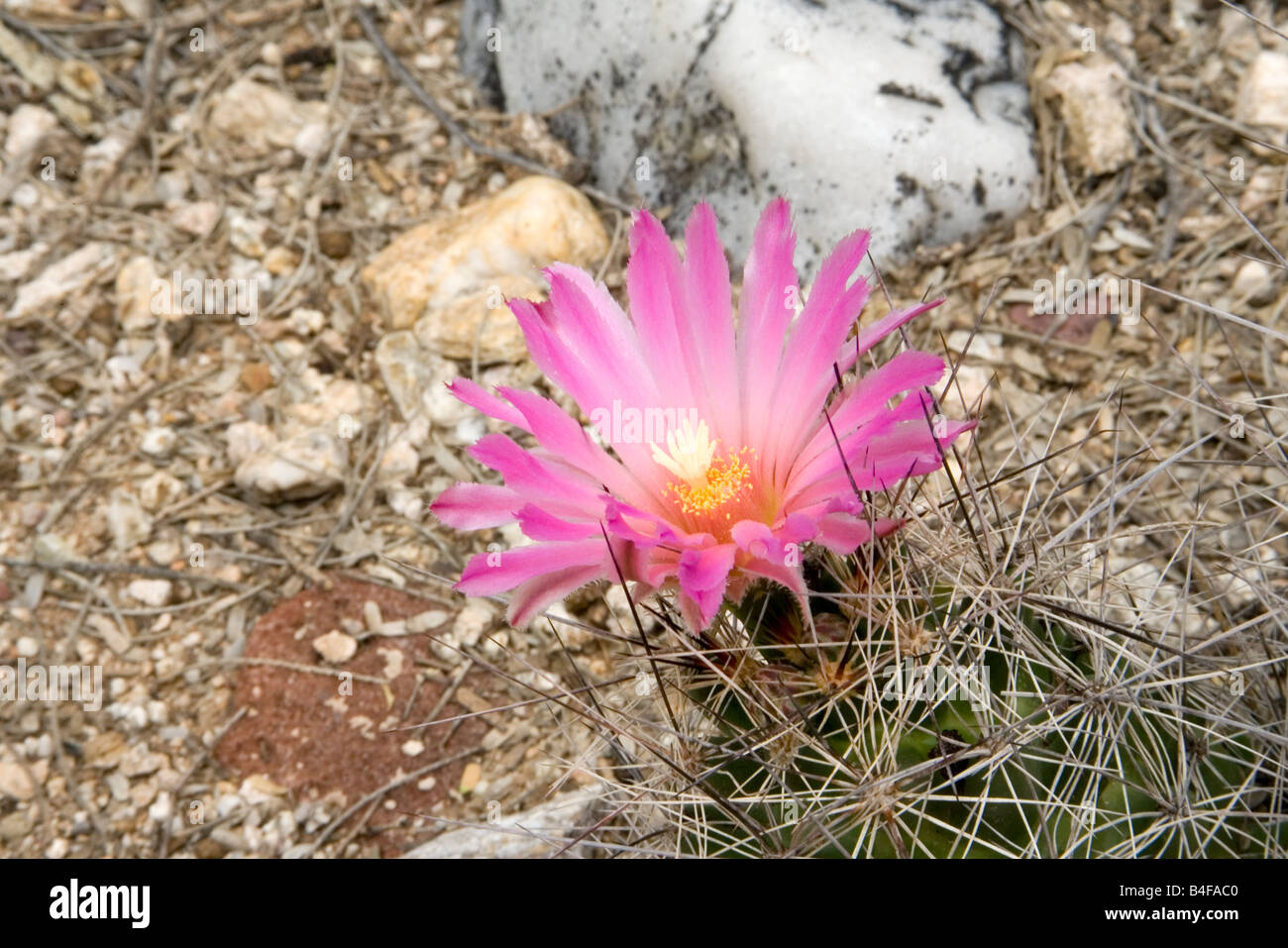 Beehive cactus hi-res stock photography and images - Alamy