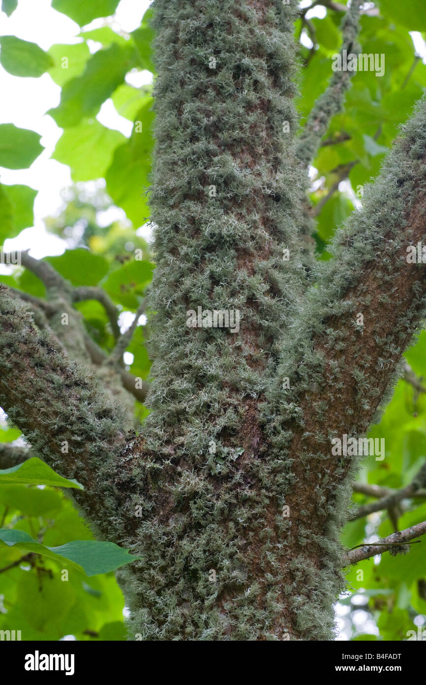 Lichen on Tree Trunk Stock Photo - Alamy