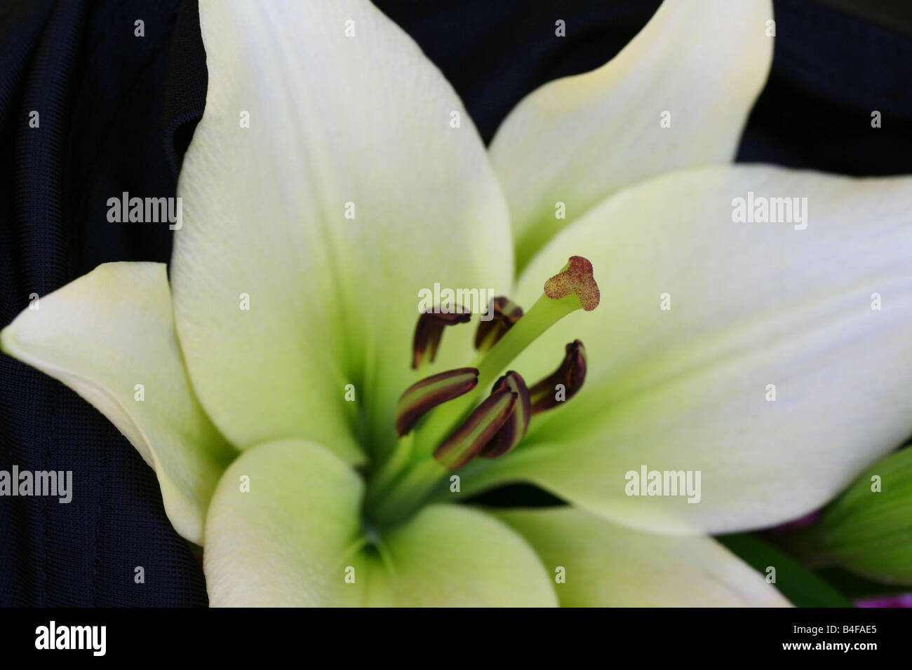 Cheryl white hi-res stock photography and images - Alamy