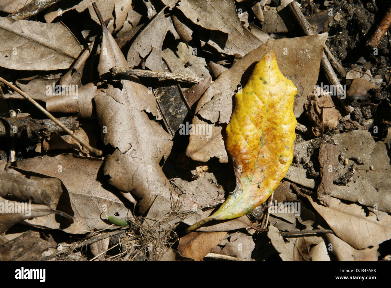 one single yellow fallen leaf on forest floor Stock Photo - Alamy