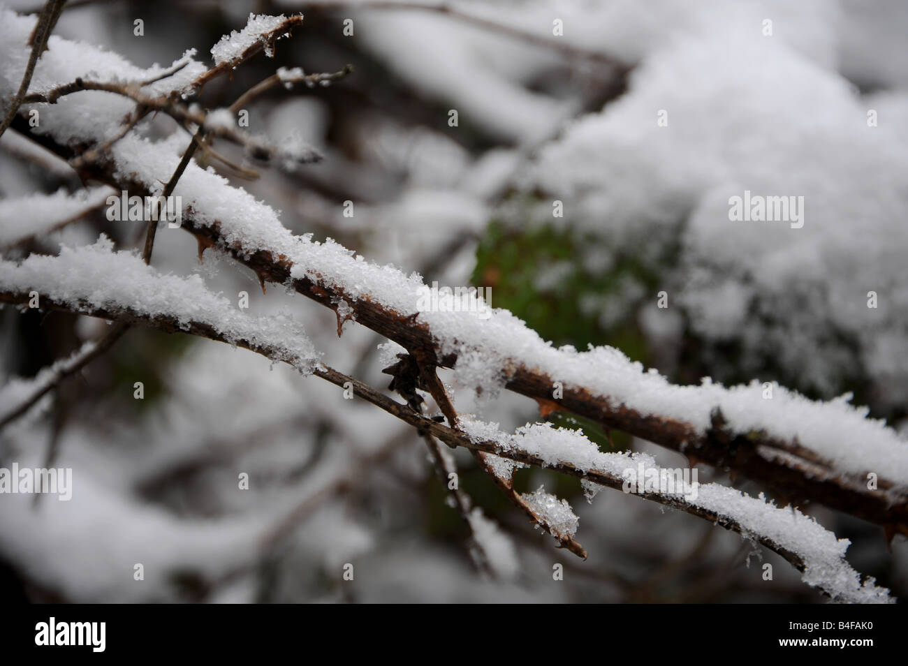 snow covered twigs Stock Photo - Alamy
