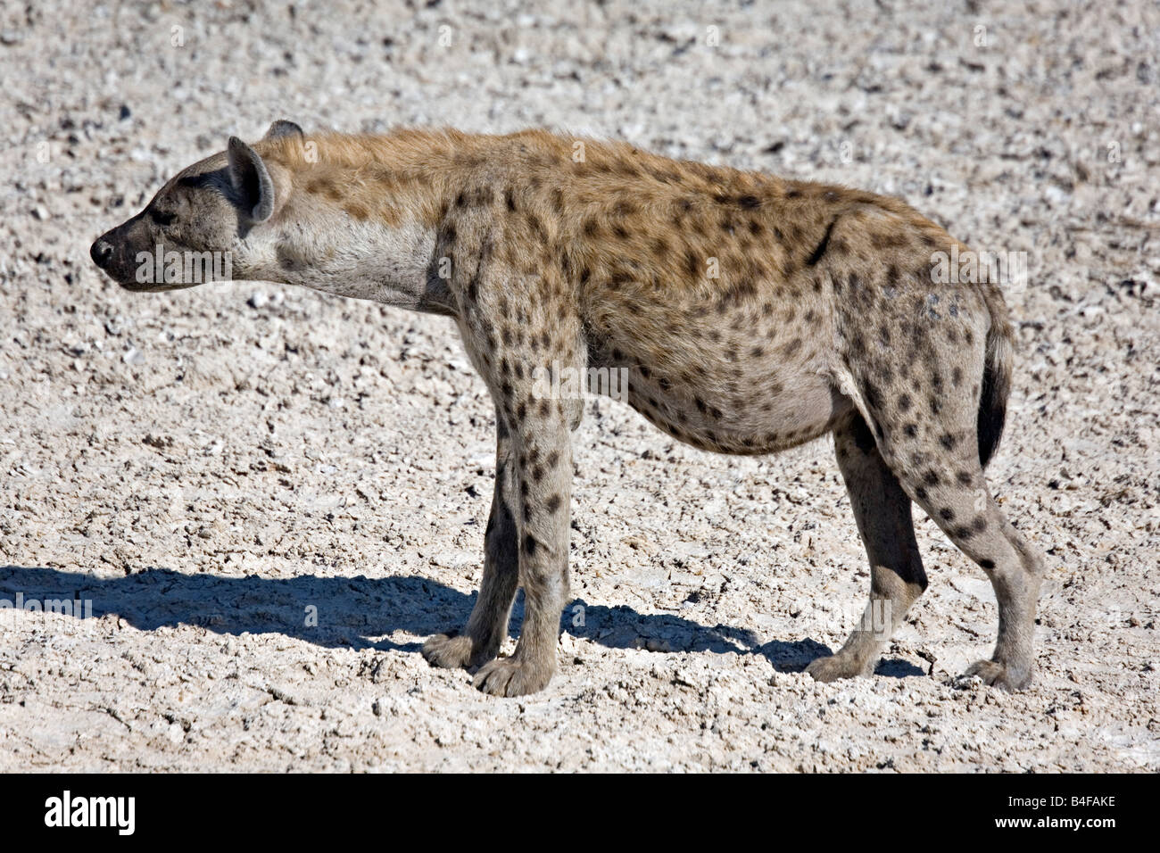 Spotted Hyena Crocuta Crocuta in Etosha National Park Namibia Stock ...