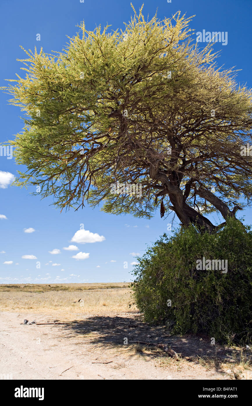Blooming acacia tree in Etosha National Park Namibia Stock Photo - Alamy