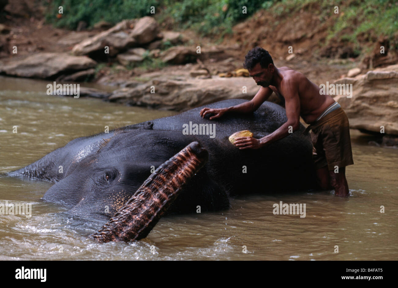 Elephant being washing hi-res stock photography and images - Alamy