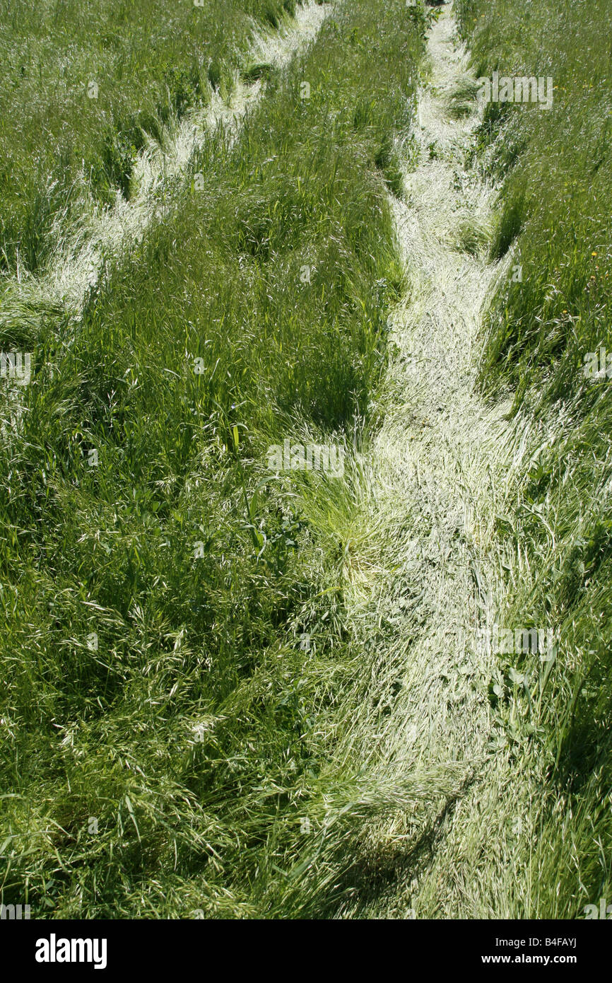 country lane track path and field in rural country Stock Photo - Alamy