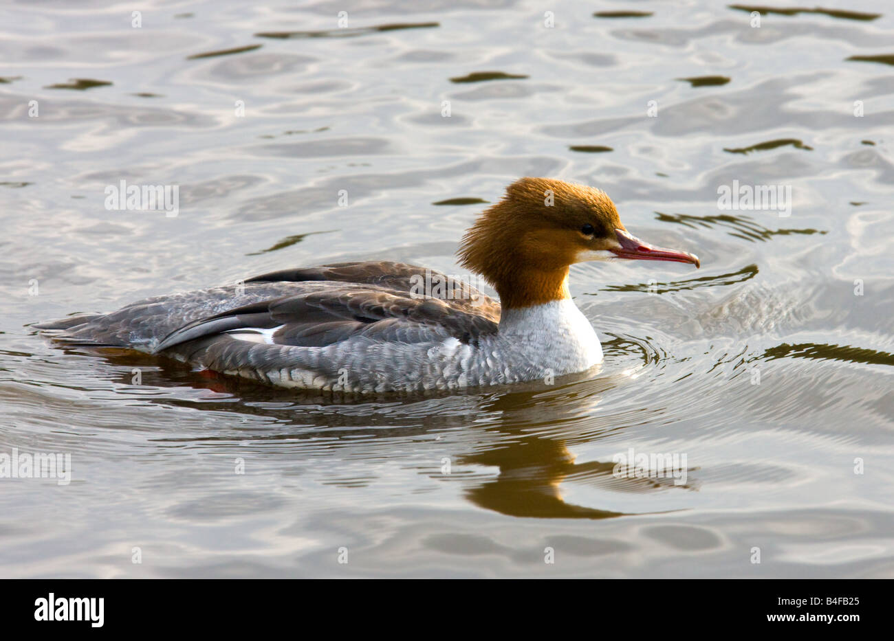 Female goosander hi-res stock photography and images - Alamy