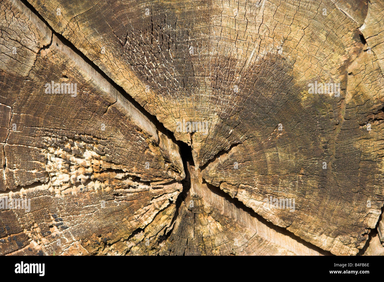 Annual Rings of an old Oak Tree closeup Stock Photo - Alamy