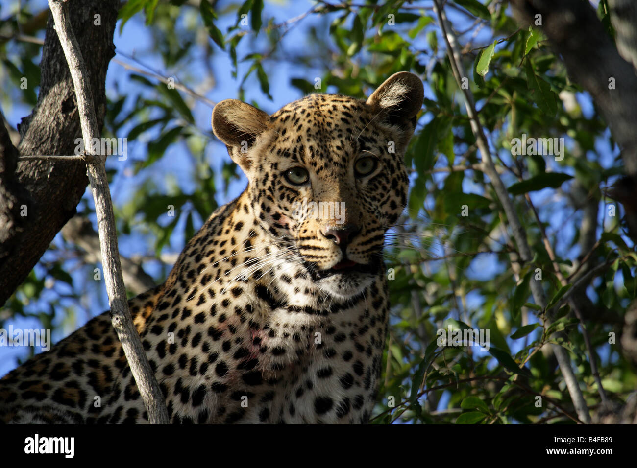 Female Leopard (wild) in tree Stock Photo - Alamy
