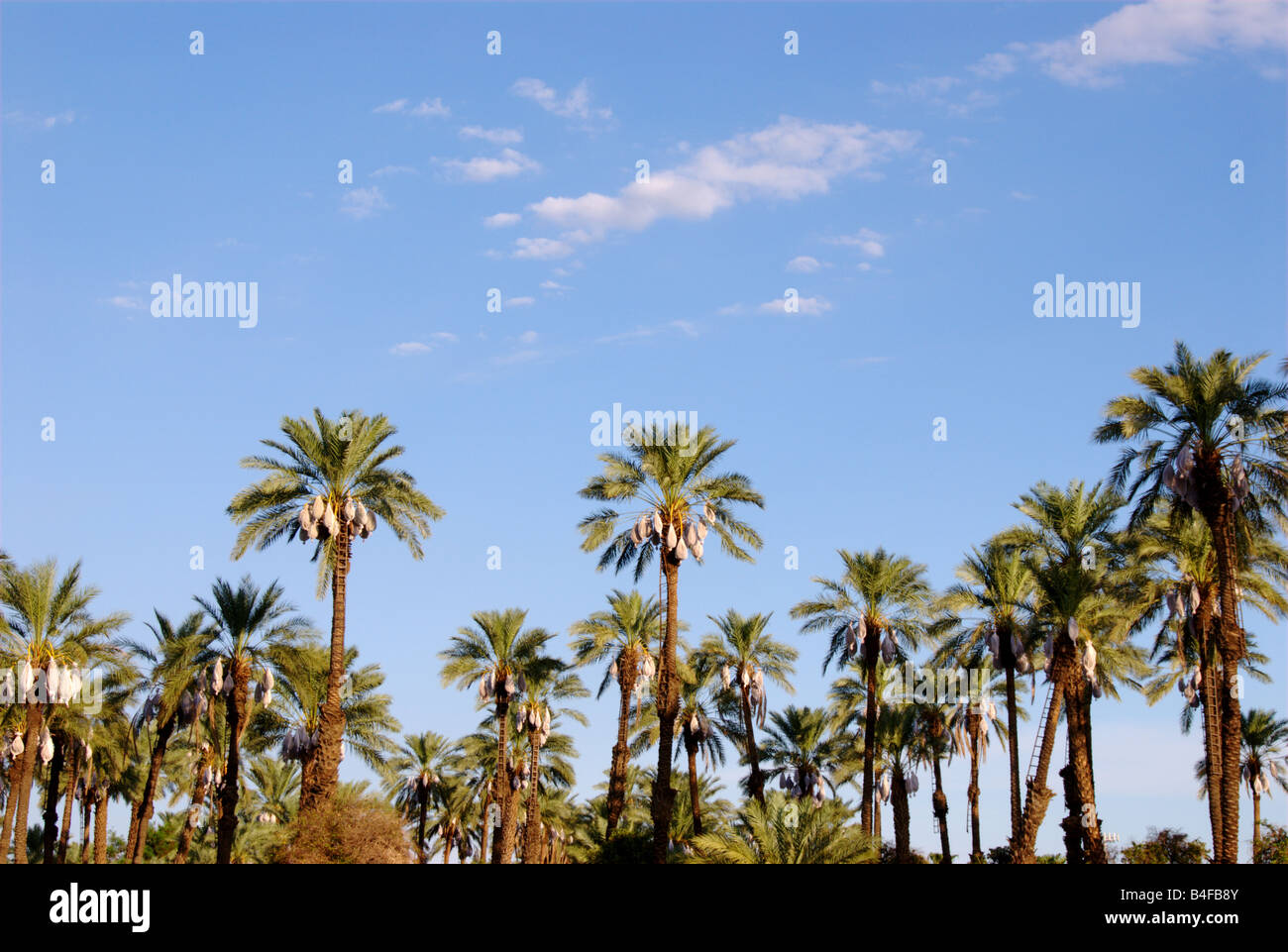 Date farm Indio Coachella Valley California Stock Photo - Alamy