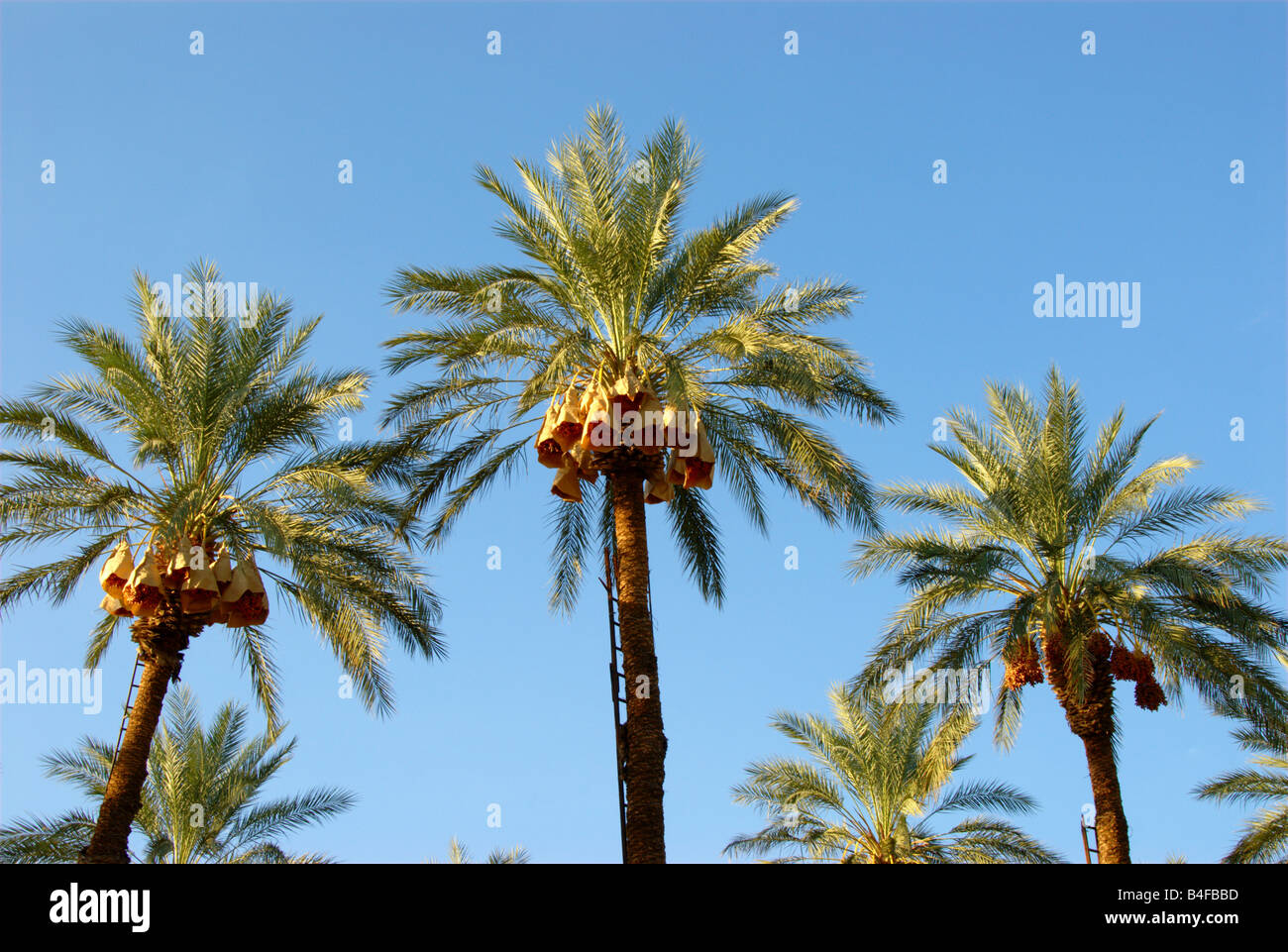 Date farm, Indio, Coachella Valley, California Stock Photo - Alamy
