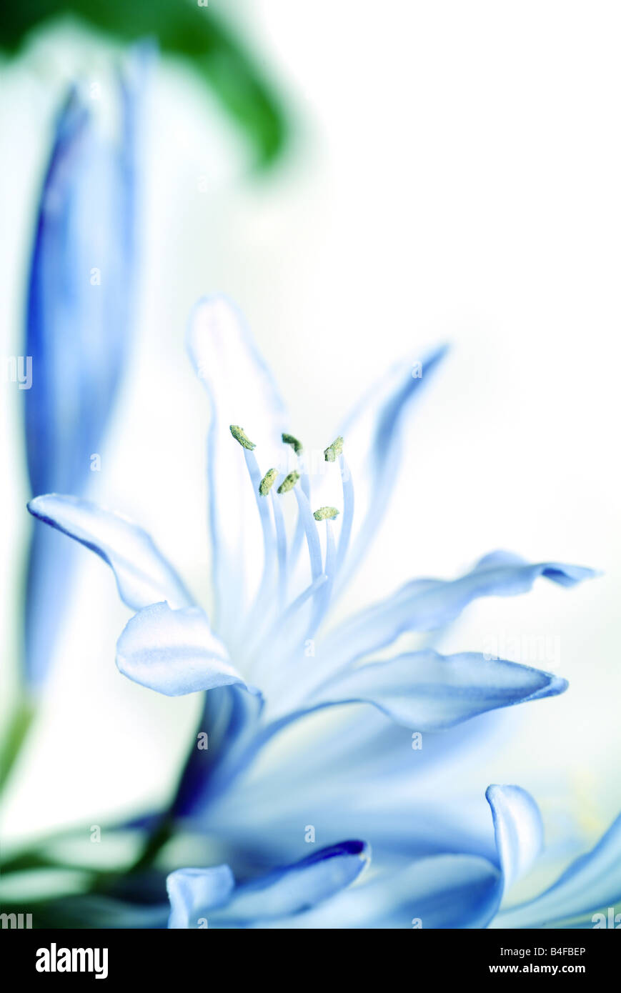 Transpiration flower hi-res stock photography and images - Alamy