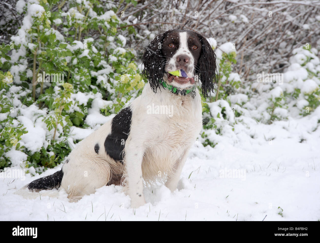 Springer spaniel in snow hi-res stock photography and images - Alamy