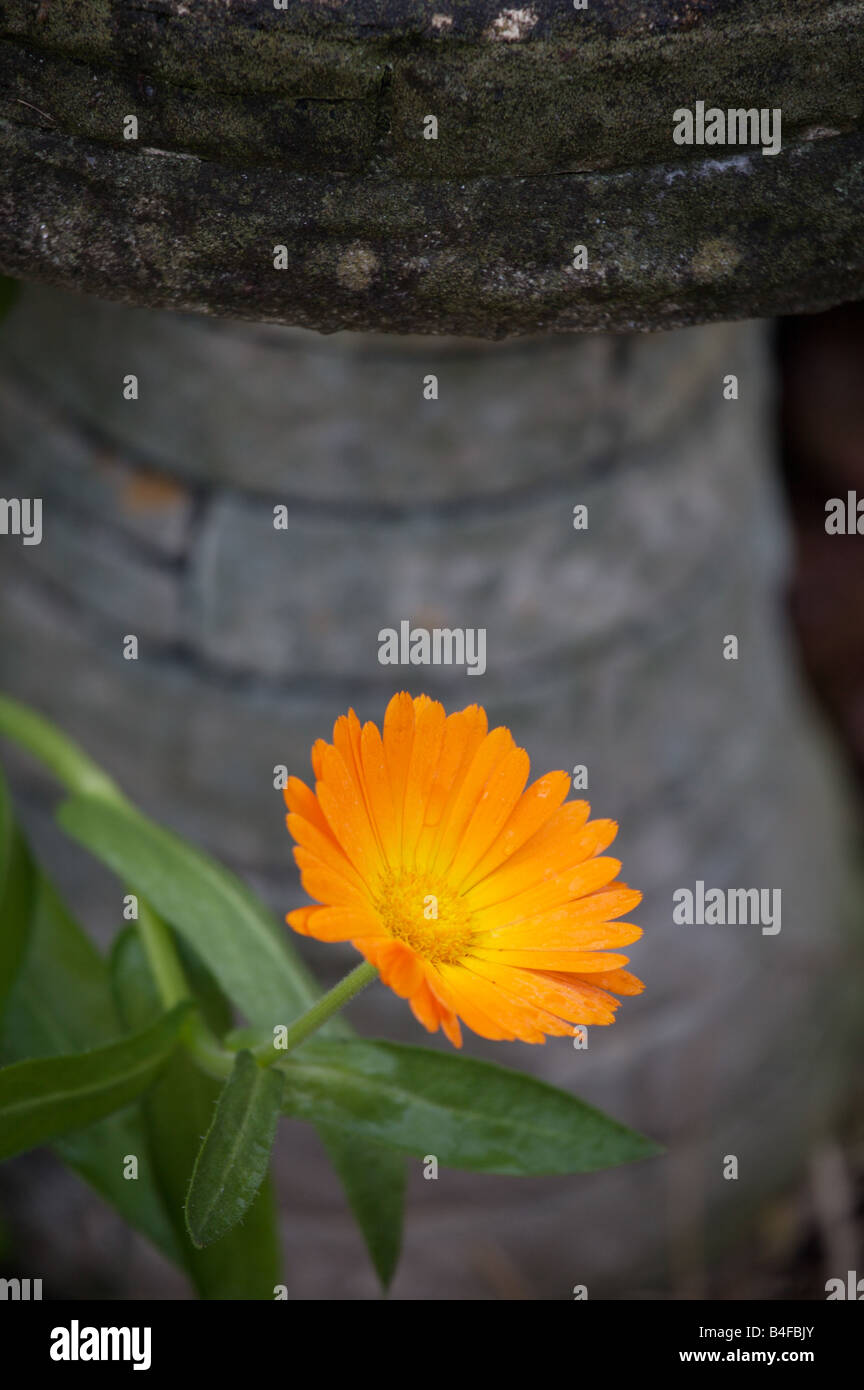 Hoticulture garden hi-res stock photography and images - Alamy
