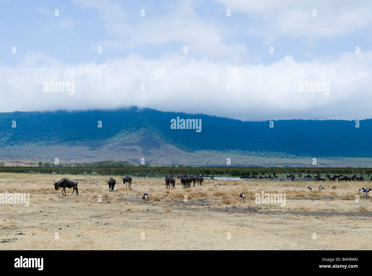 Tanzania animals in the Ngorongoro National Park Stock Photo - Alamy