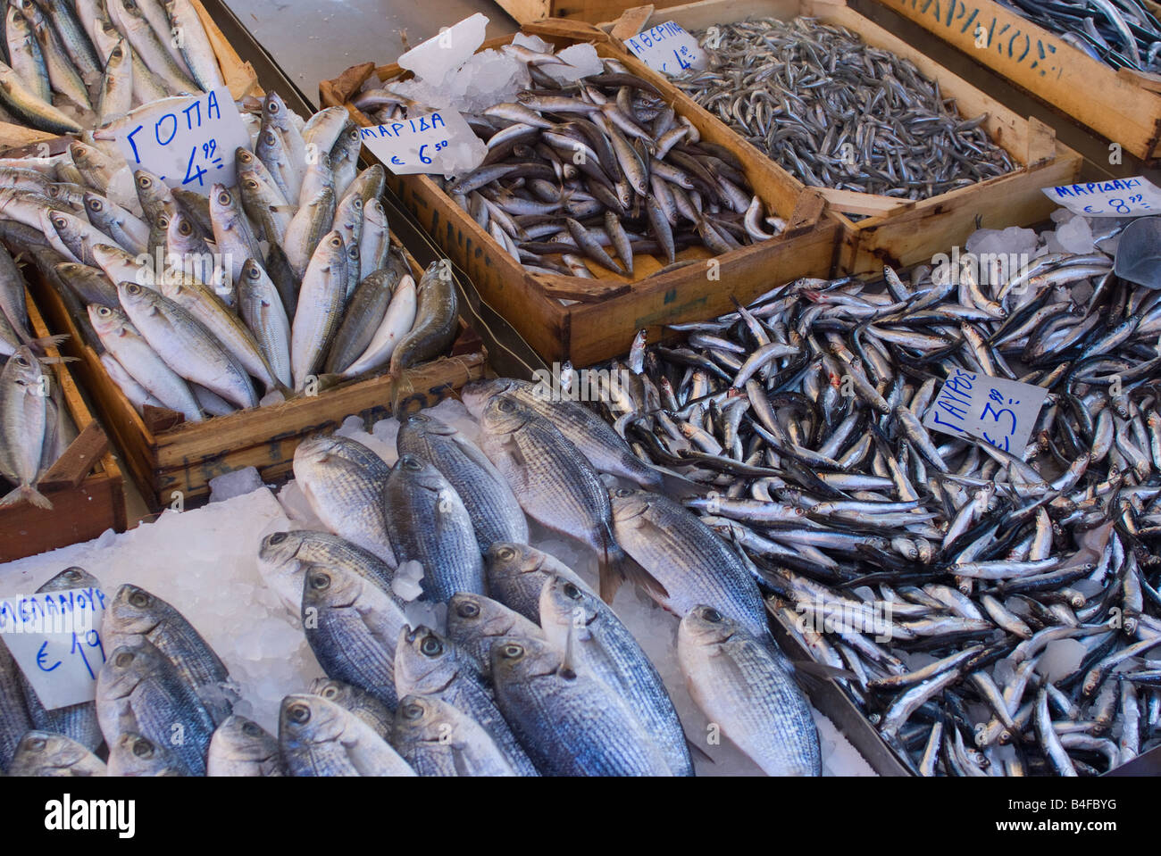 Anchovies Whitebait Smelt Bream and Gopa Fish For Sale at Lavrion Fish ...