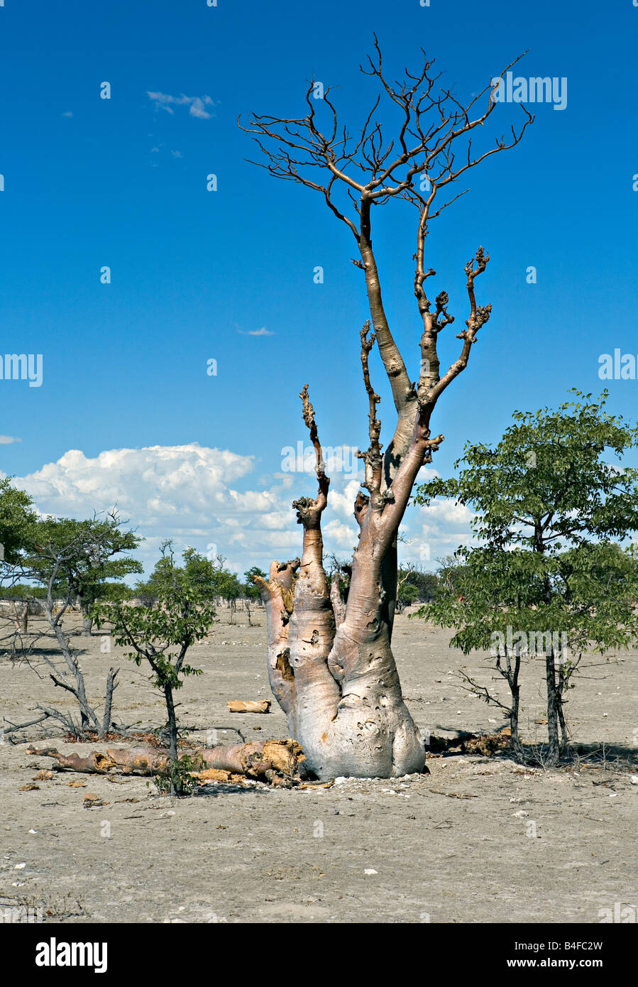 Misshapen trees hi-res stock photography and images - Alamy