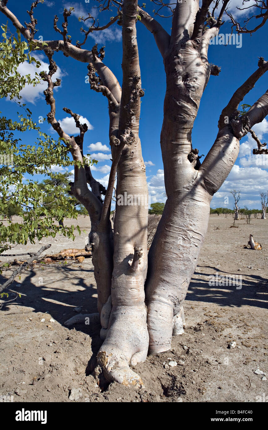 A specimen of Moringa ovalifolia tree in the Ghost Tree Forest in ...