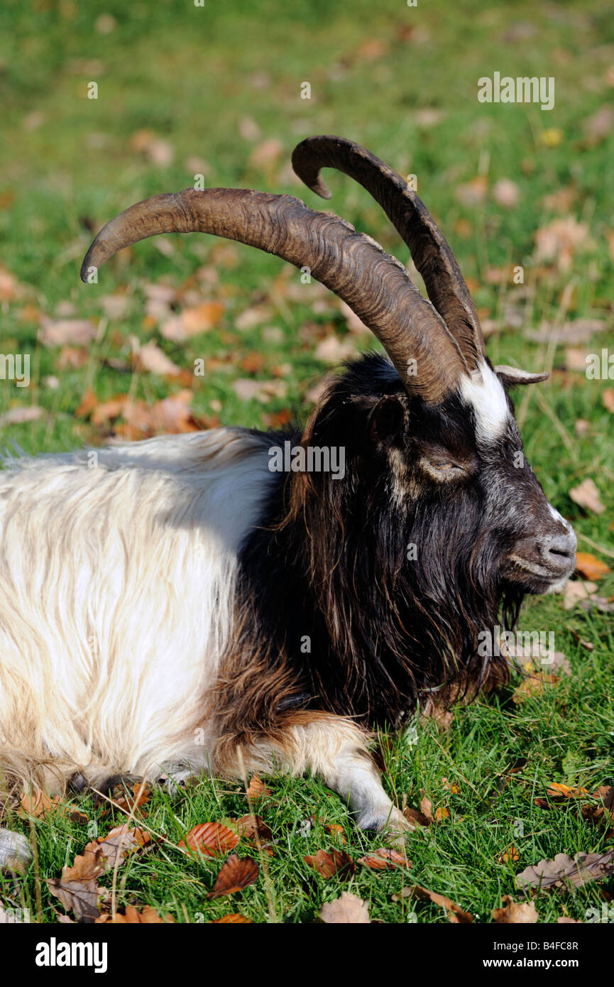 Bagot Goat High Resolution Stock Photography and Images - Alamy