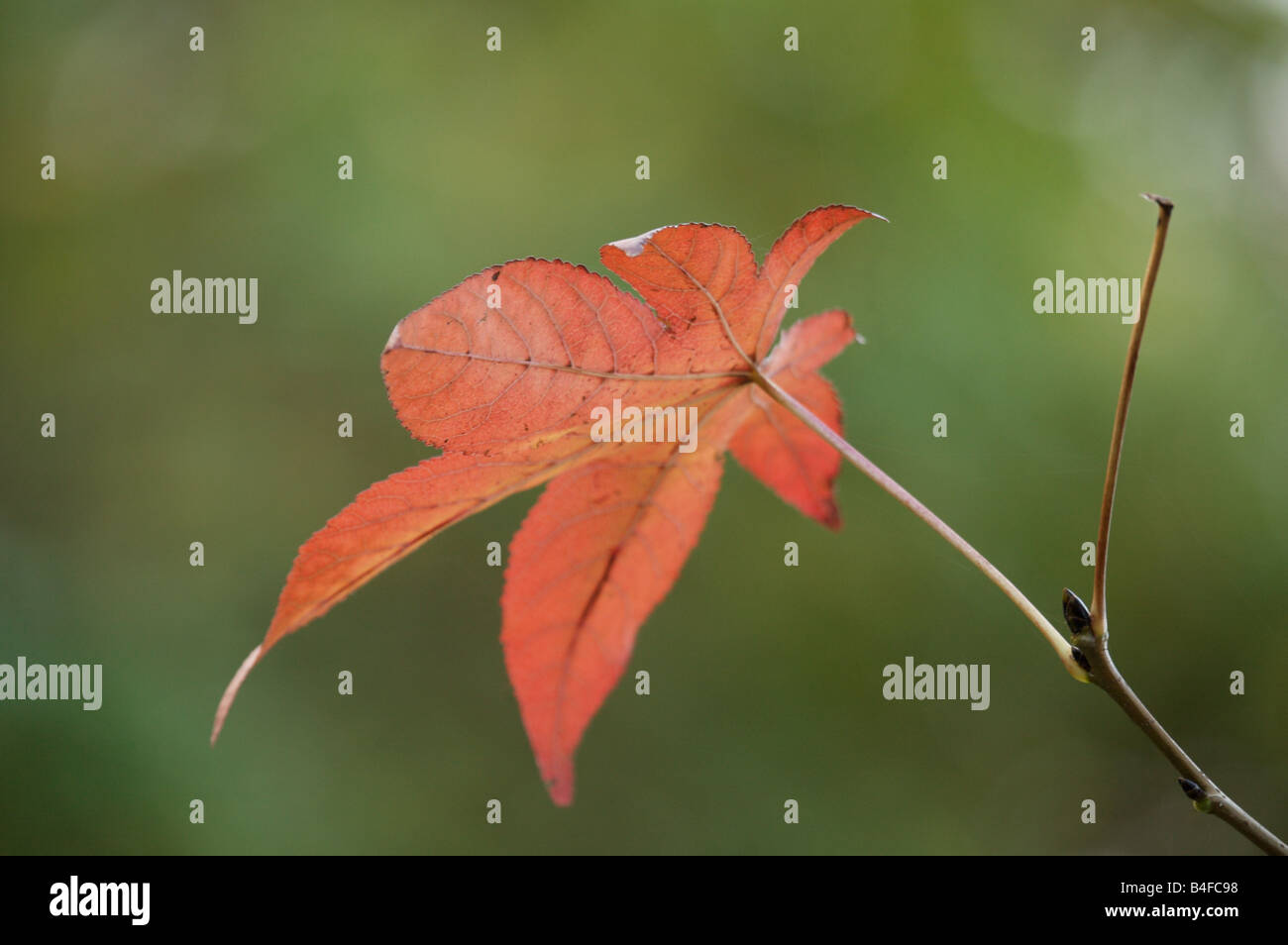 Liquidamber hi-res stock photography and images - Alamy