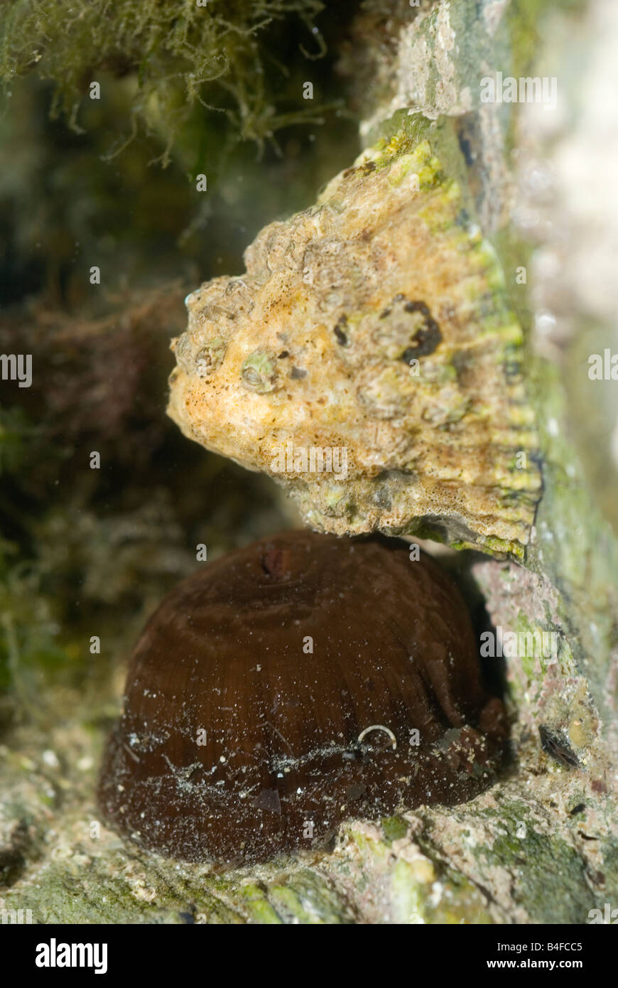 Beadlet Anemone and Common Limpet in Water attached to Rock Stock Photo ...