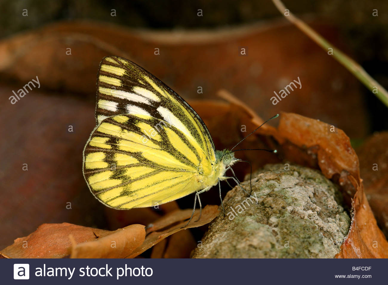 Cepora Nerissa Stock Photos & Cepora Nerissa Stock Images - Alamy