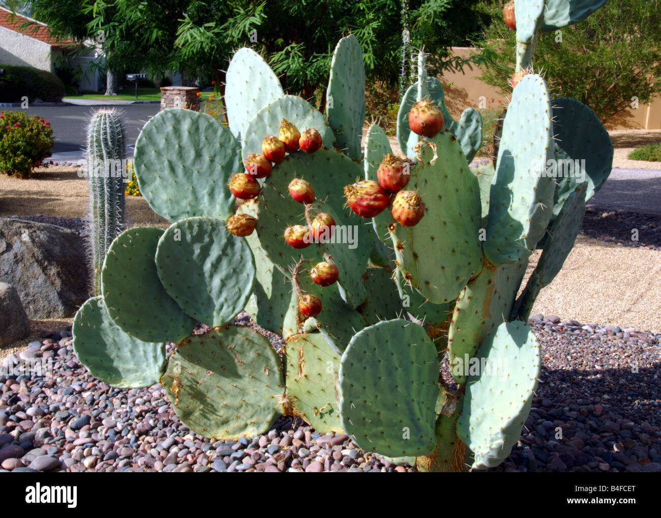 Silver dollar prickly pear hi-res stock photography and images - Alamy