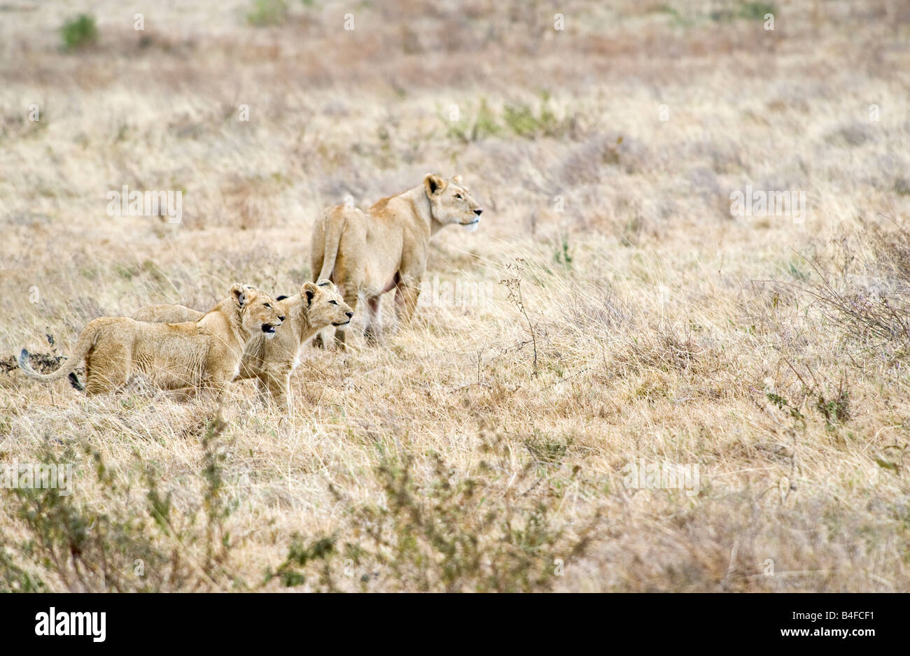 Tanzania Ngorongoro National Park a lions family Panthera leo Stock ...