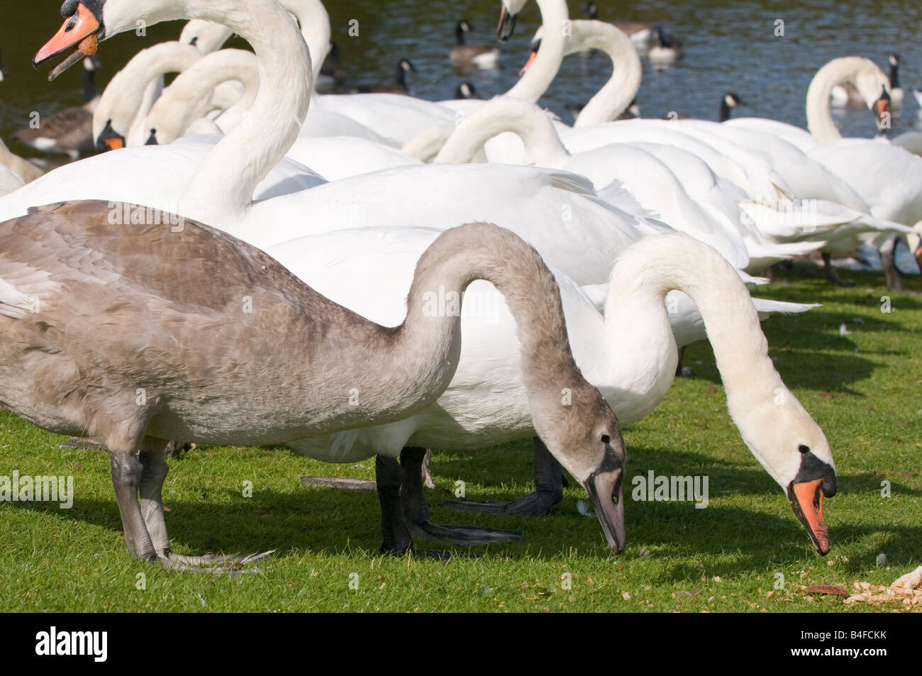 Swans eating bread Stock Photo - Alamy