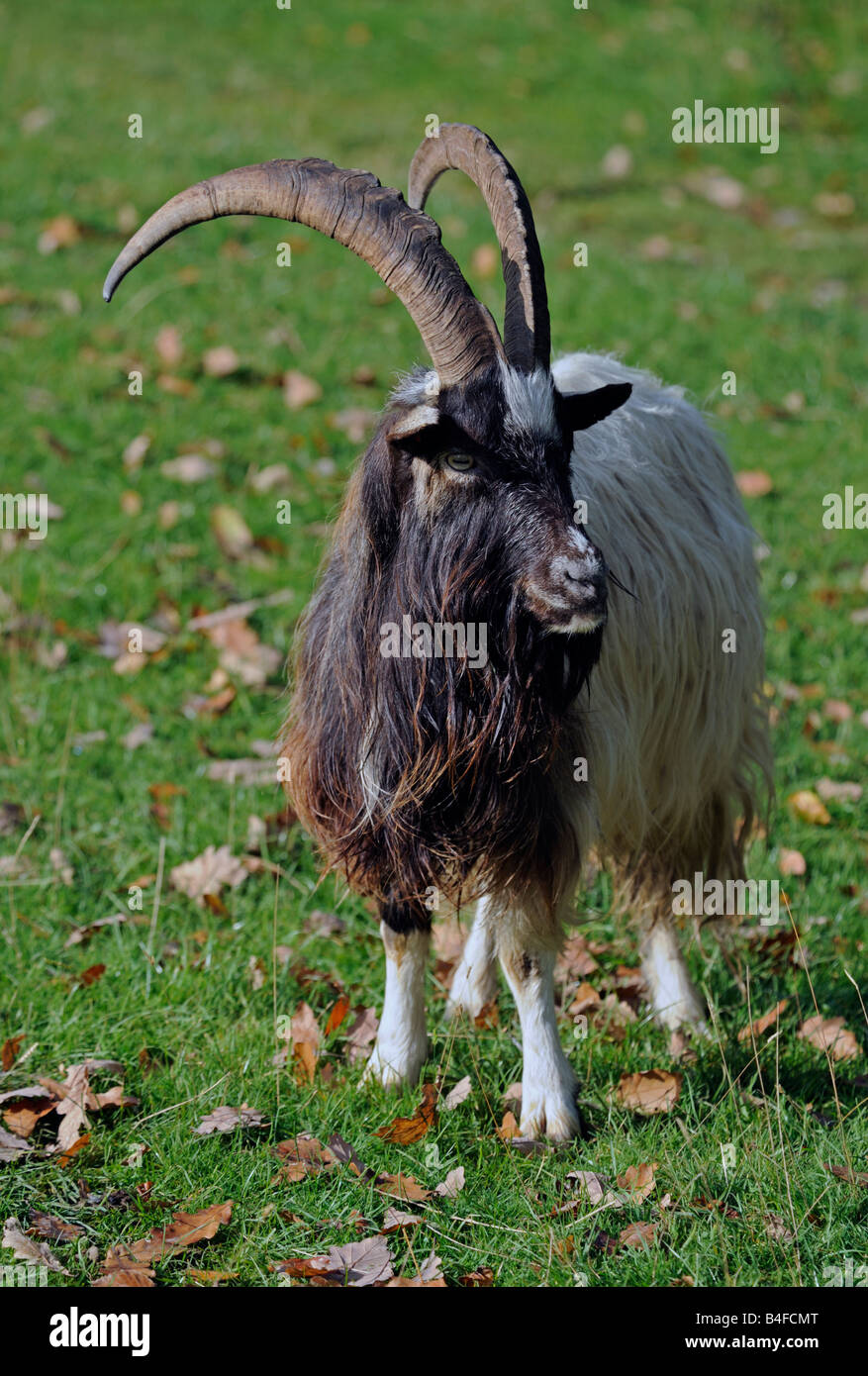 Bagot goat. Levens Park, Cumbria, England, United Kingdom, Europe Stock ...
