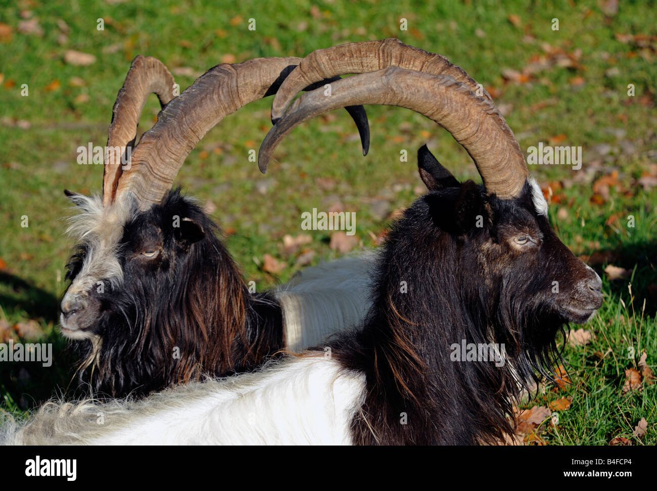 Bagot goats. Levens Park, Cumbria, England, United Kingdom, Europe ...